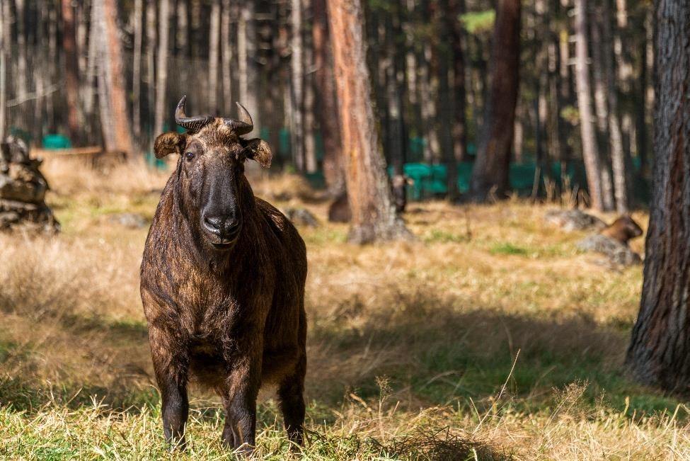 Top 40 Places to Visit and Things to Do In Bhutan | Druk Asia